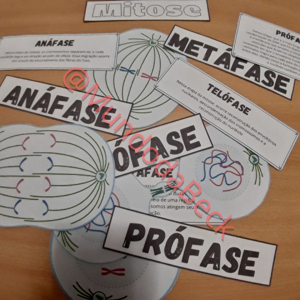 Divisão Celular Mitose E Meiose Mundo Da Beck